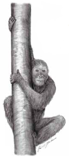 Publicat un nou article sobre Pau, el Pierolapithecus catalaunicus, al ...