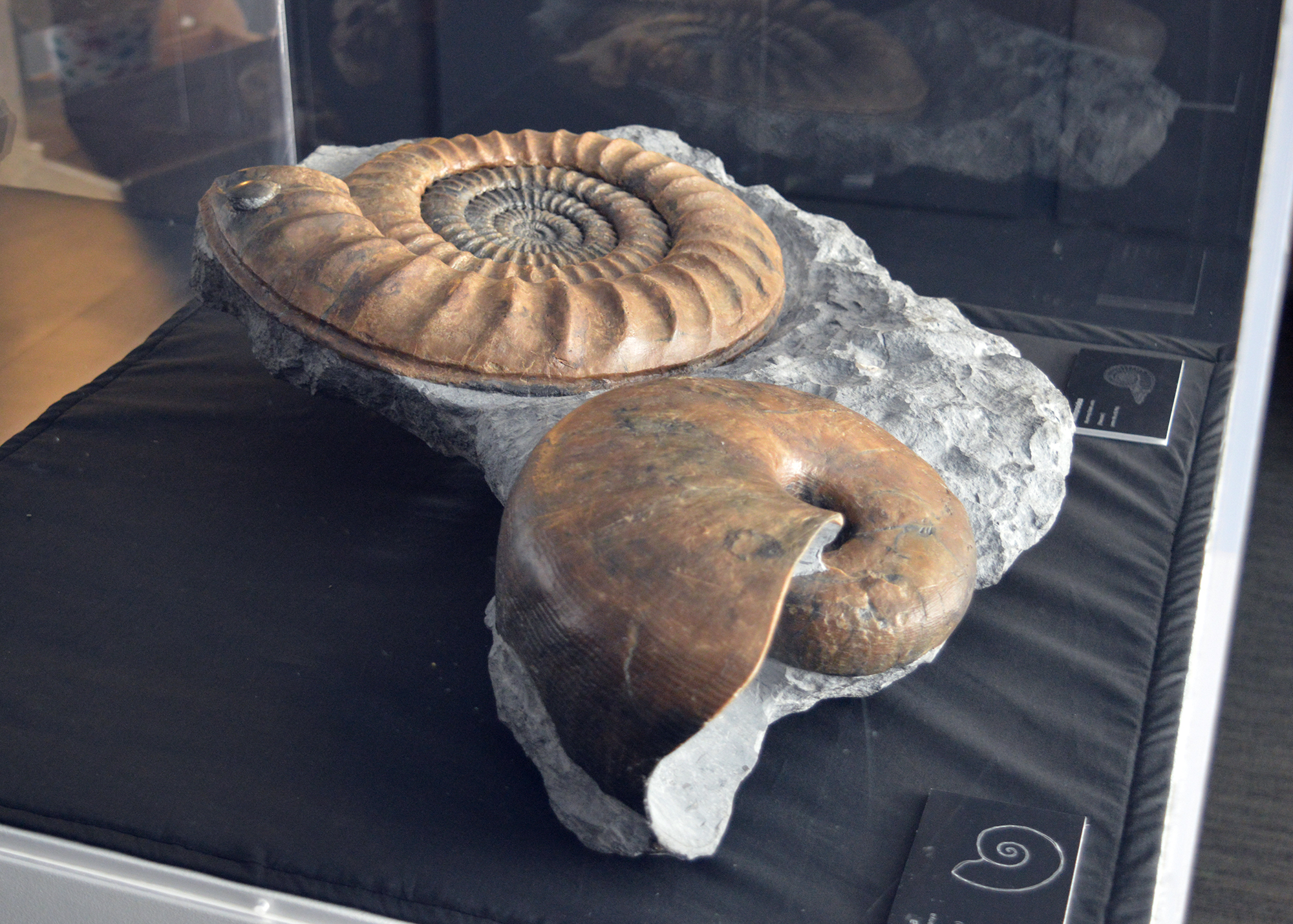 Fossil_DSC_2167 – Tribuna d'Arqueologia