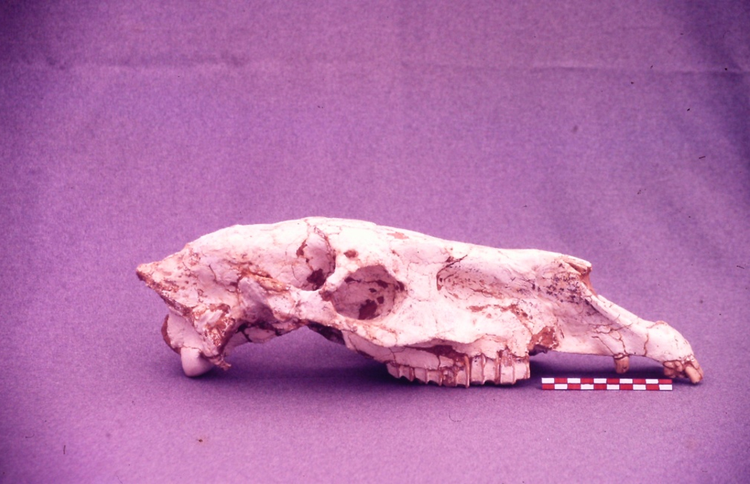 Fig.1_Crani – Tribuna d'Arqueologia