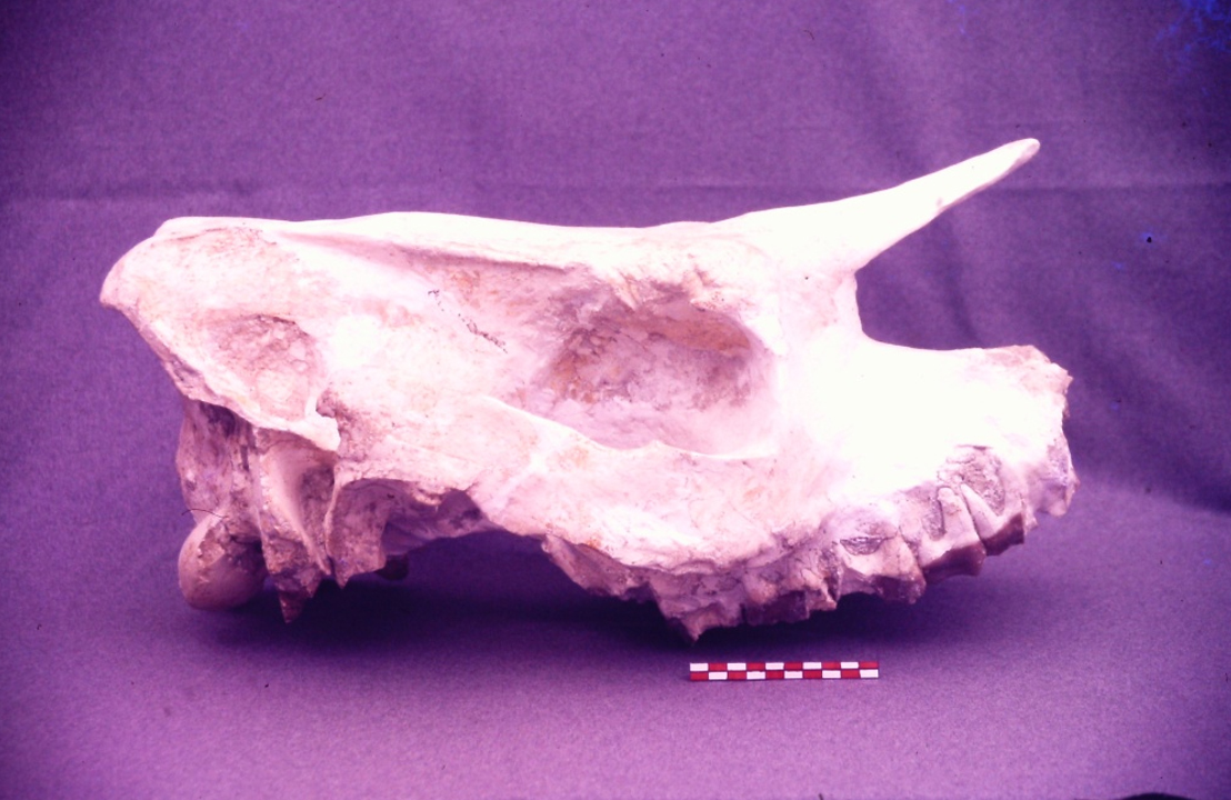 Fig.2_Crani Aceratherium incisivum – Tribuna d'Arqueologia